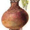 All About Root Vegetables: Turnips, Rutabagas and Parsnips – SamCooks.com